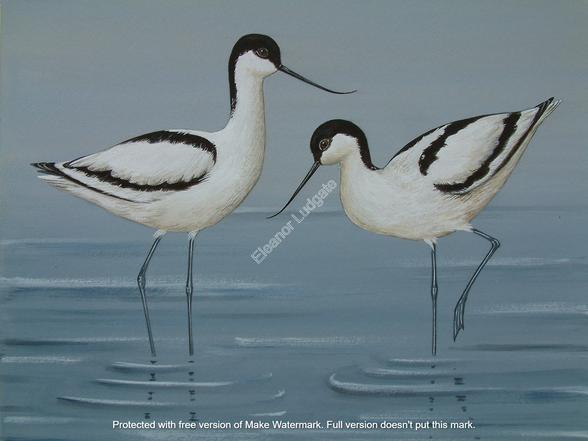 Avocets Framed print – Ludgate Gallery